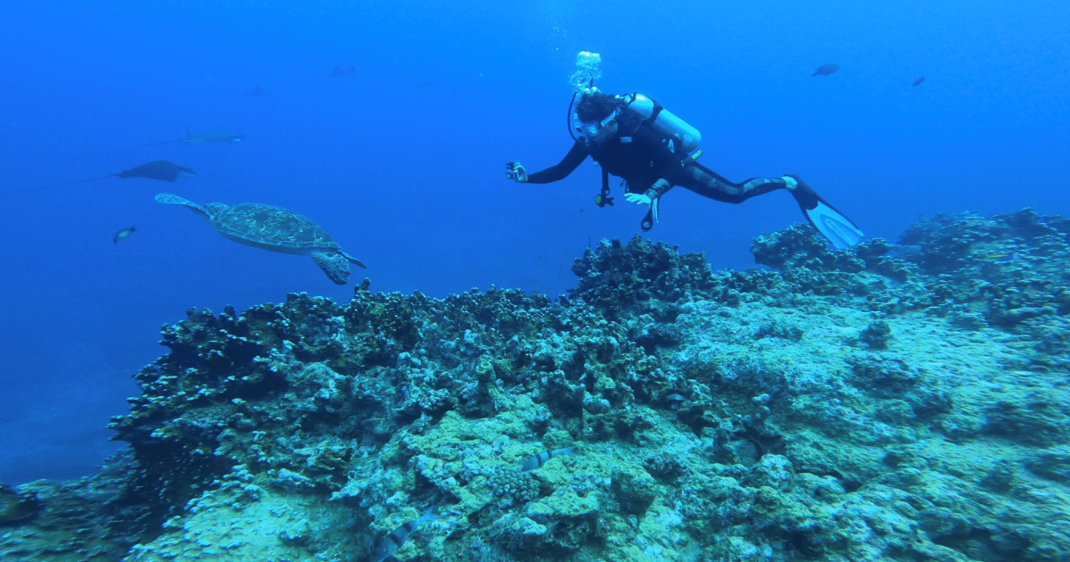 PADI Open Water Diving Kurs in der Tamarin Bay auf Mauritius | Manawa