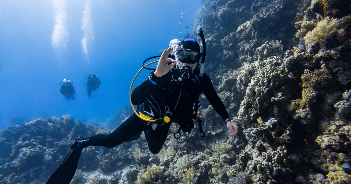 The best Scuba Diving activities | Manawa