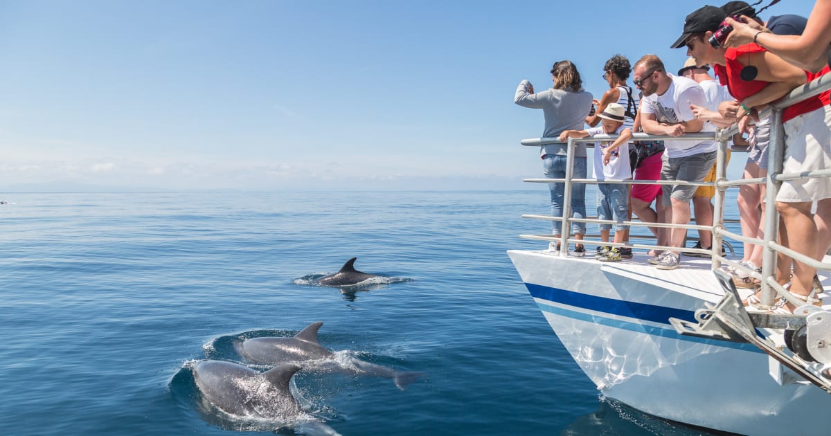 Cetacean observation expedition from Hendaye | Manawa