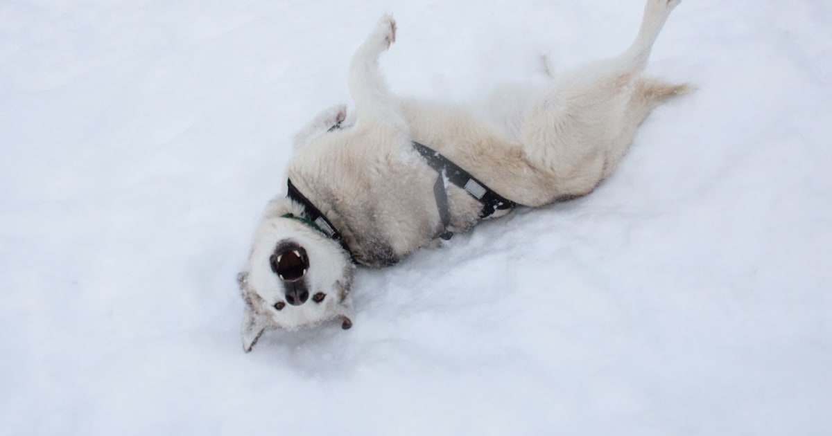 Visit to the Dog Park in Saint-Siméon near Charlevoix | Manawa