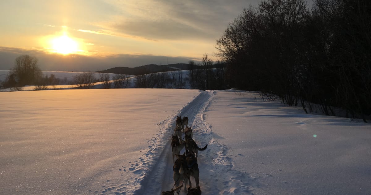 Dog sledding at night in Saint Liguori near Montreal | Manawa