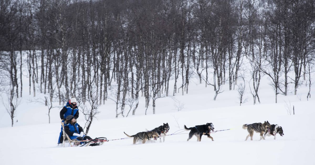 Advanced Self-drive Dog Sledding Excursion in Tamok Valley near Tromsø ...
