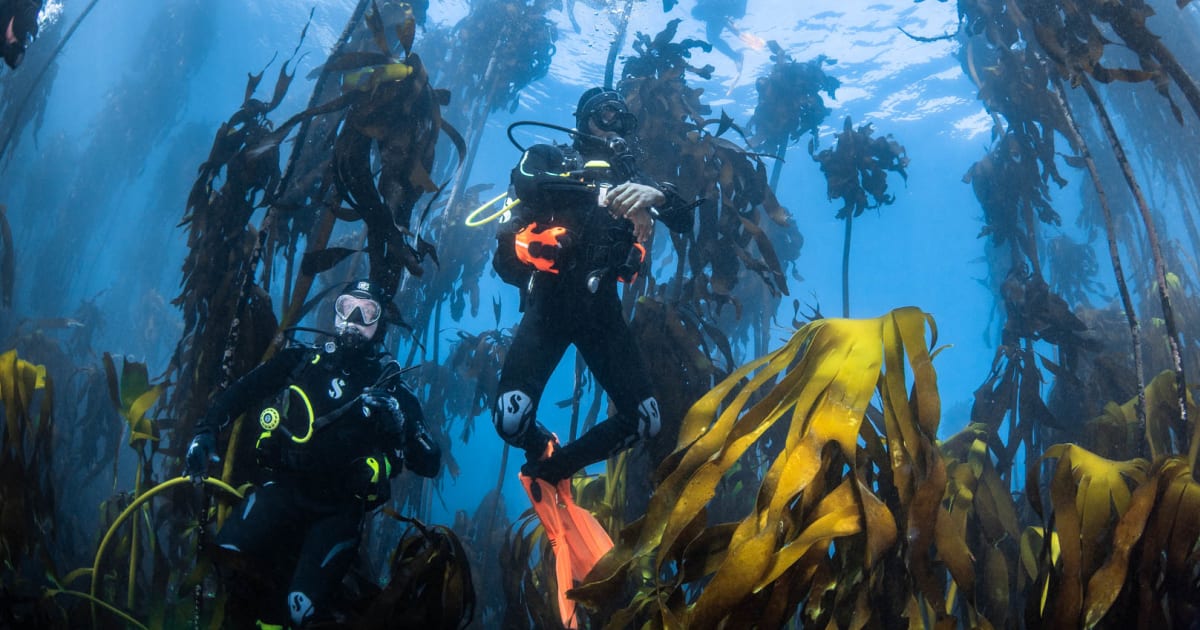 Scuba Diving Boat Excursion in Cape Town | Manawa