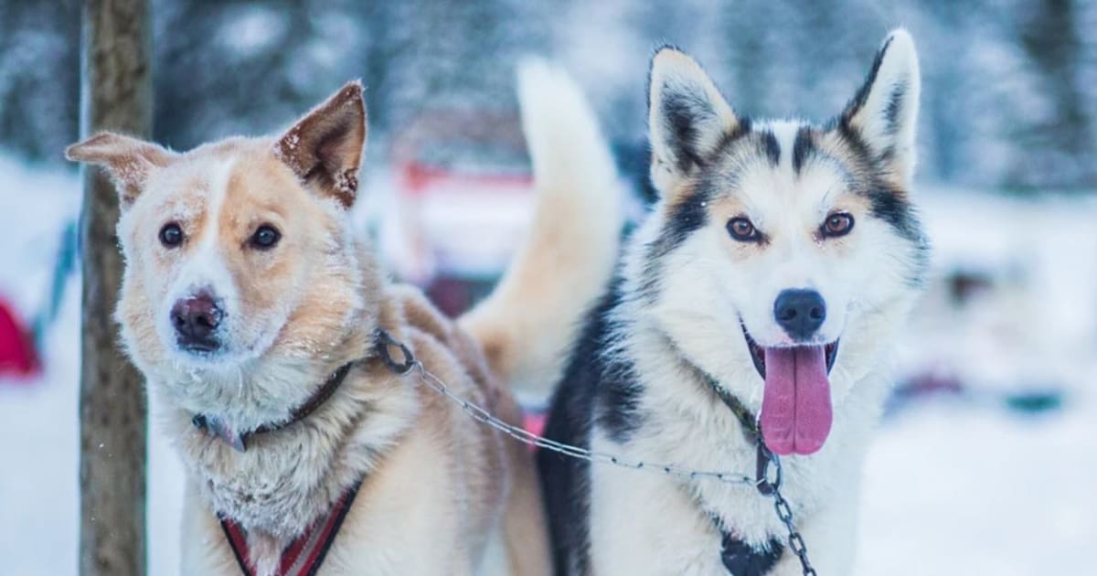 Discover Dog Sledding in Kopperå near Trondheim | Manawa