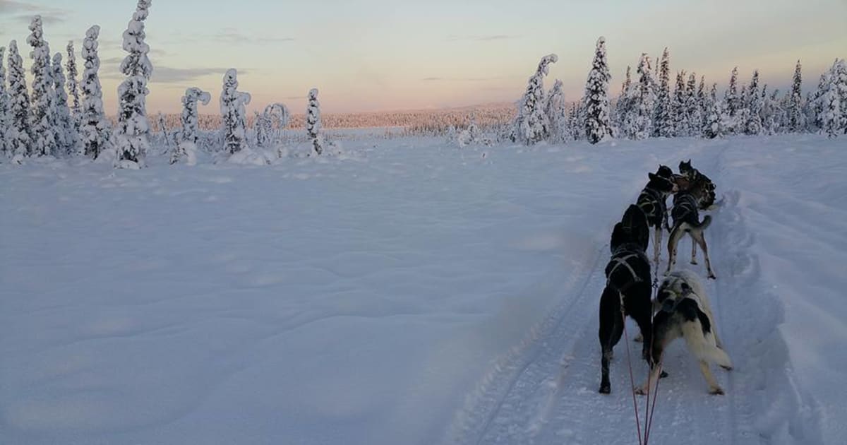 Northern Lights Dog Sledding Tour through the Taïga Forest near Kiruna ...