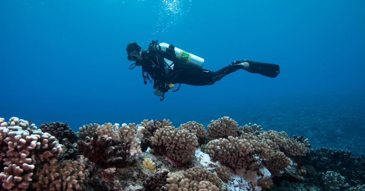 PADI Open Water Course in Bora Bora, French Polynesia | Manawa