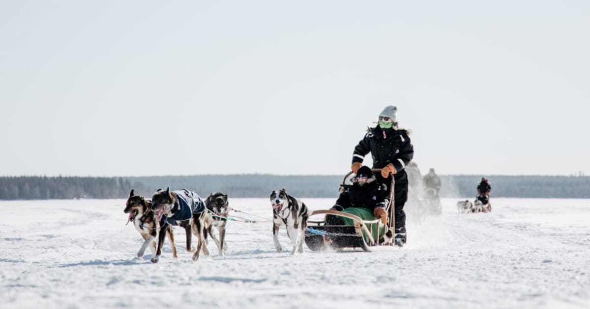 Family Self-Drive Dog Sledding Excursion in Rovaniemi | Manawa