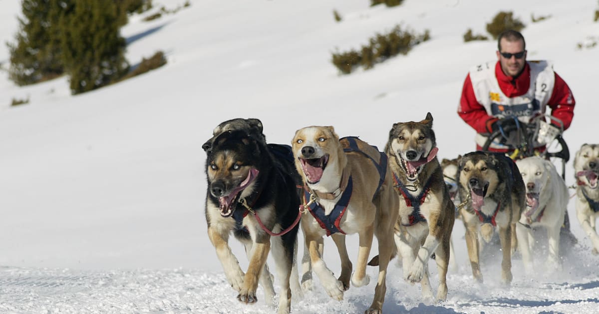 Book with Mushing Pirineus on Manawa | Manawa