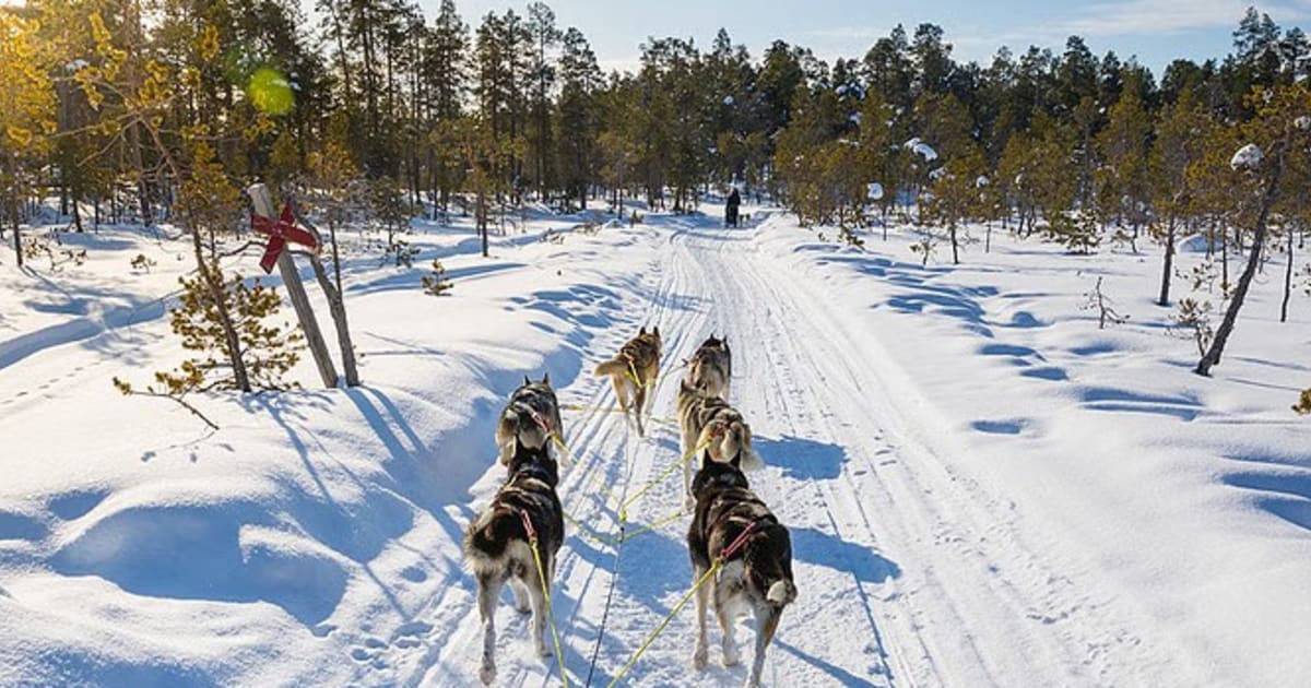 Intermediate Self-drive Dog Sledding Safari in Levi | Manawa