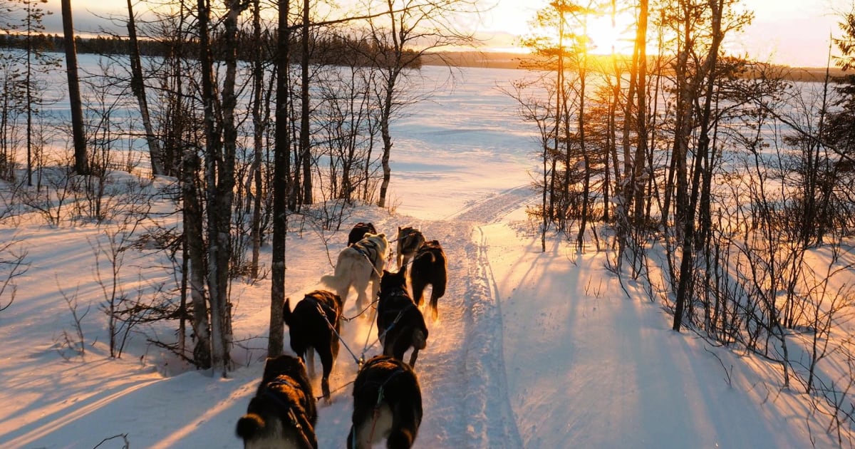 Self-drive Dog Sledding Safari from Rovaniemi for Adults | Manawa