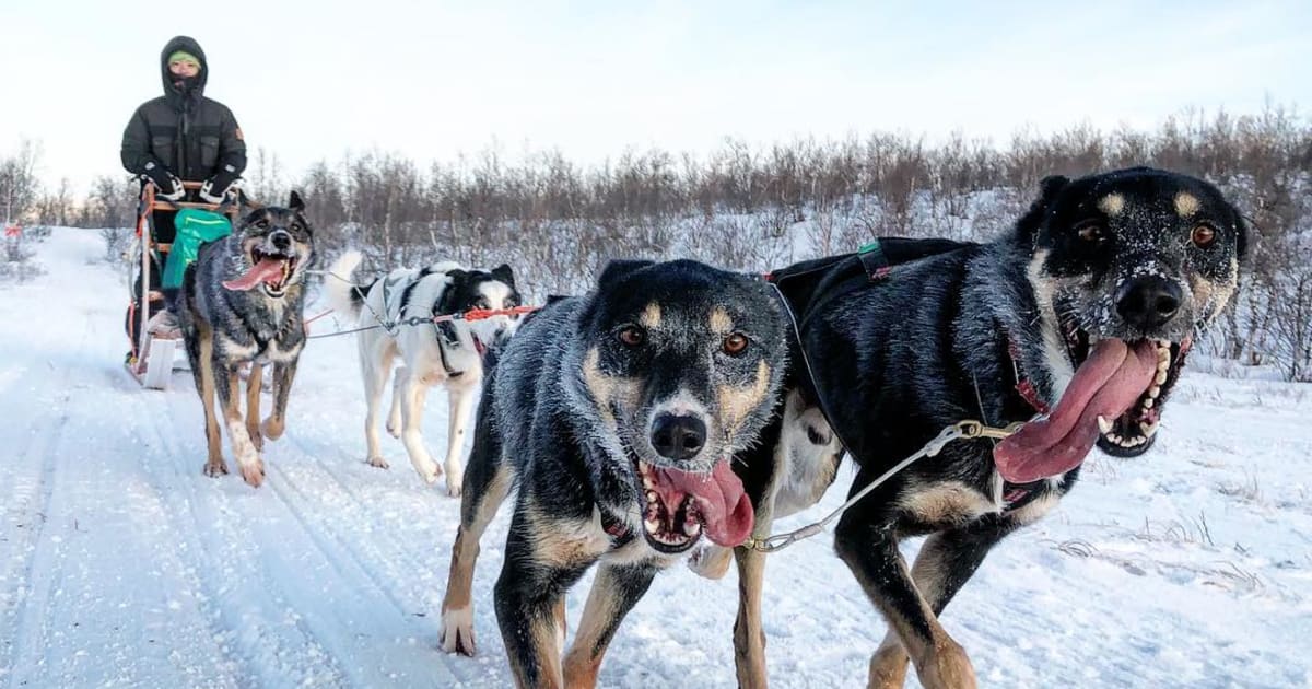 Self-Drive Dog Sledding Excursion in Kiruna | Manawa