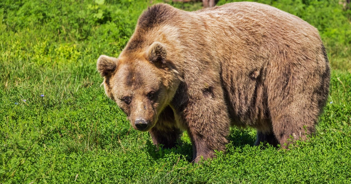 Observation de la faune Islande: les meilleures activités | Manawa