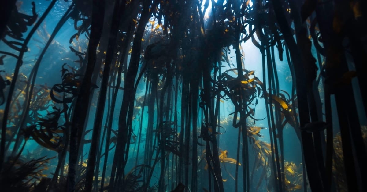 Snorkel tour of the Great African Seaforest, near Cape Town | Manawa