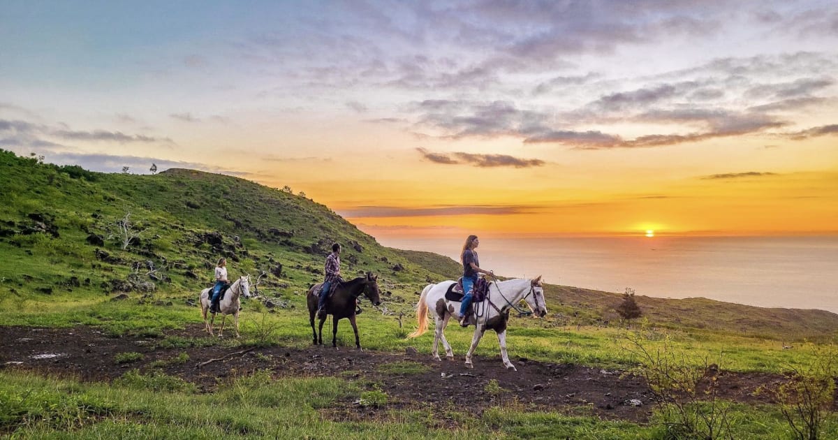 5 tips for a successful first horse ride | Manawa