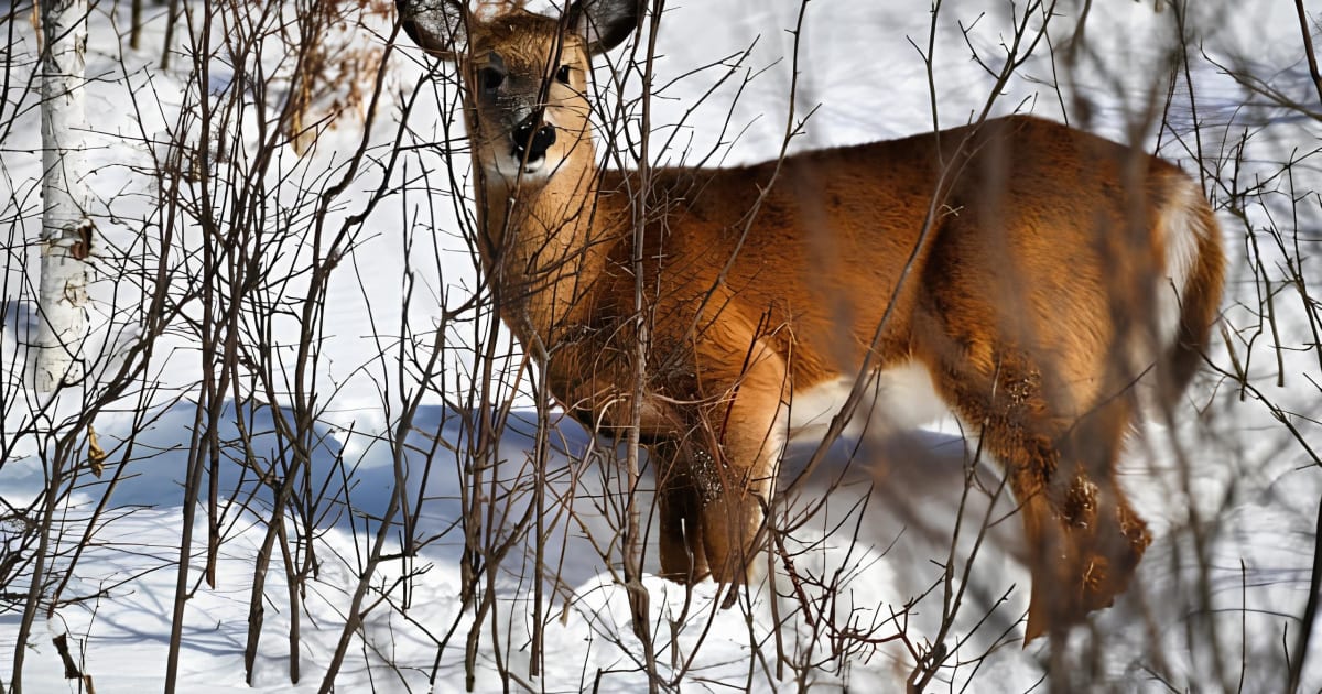 Wildlife Observation in Quebec Province | Manawa
