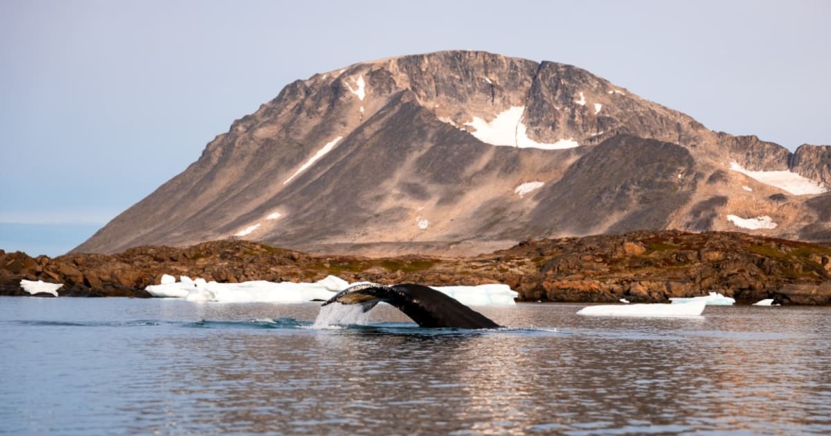 Iceberg and Whale Watching Boat Tour from Kulusuk | Manawa