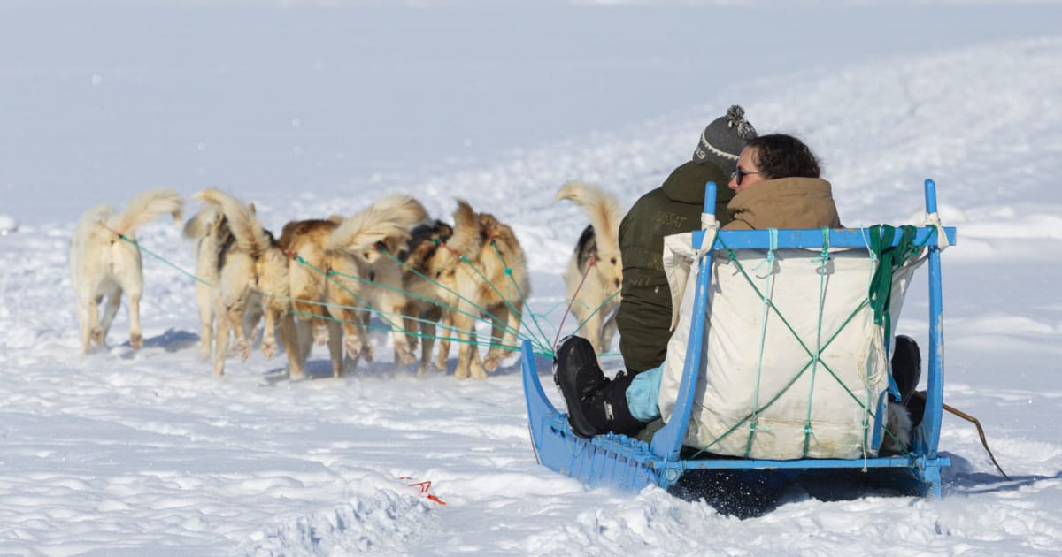 Guided Dog Sledding Ride in Ilulissat | Manawa