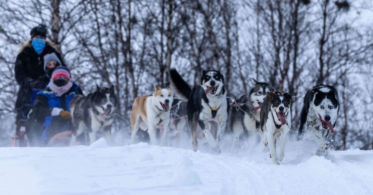 Beginner Guided Dog Sledding Excursion in Kirkenes | Manawa