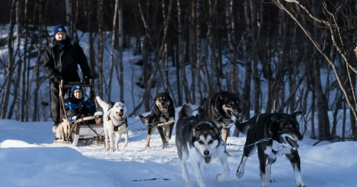 Self-drive Dog Sledding Excursion in Alta | Manawa