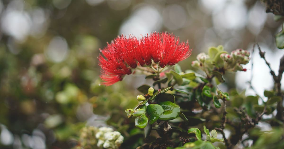 Book with Wayfind Hawaii on Manawa | Manawa