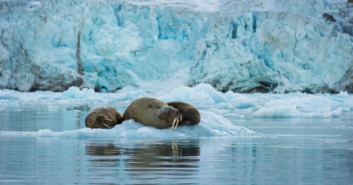 RIB Walrus Safari to Borebukta Bay from Longyearbyen in Svalbard | Manawa