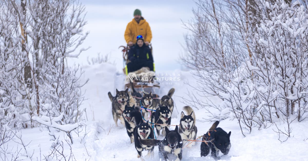 RIB Tour and Dog Sledding Excursion in Vesterålen from Sortland | Manawa