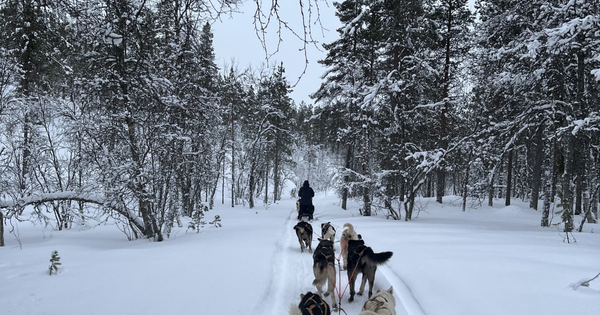 Self-Drive Dog Sledding Safari in Skibotn Valley from Kilpisjärvi | Manawa