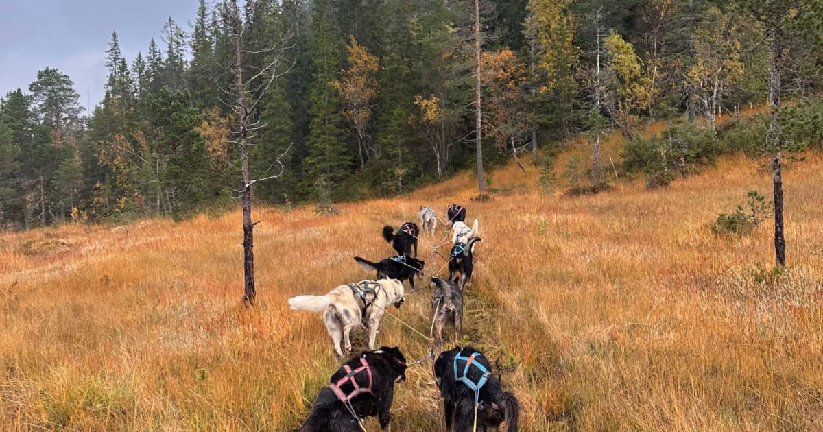 Autumn Cart Dog Sledding Ride in Elsfjord near Mosjøen | Manawa