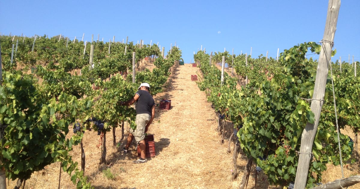 Jeep Tour to Manousakis Winery from Chania | Manawa