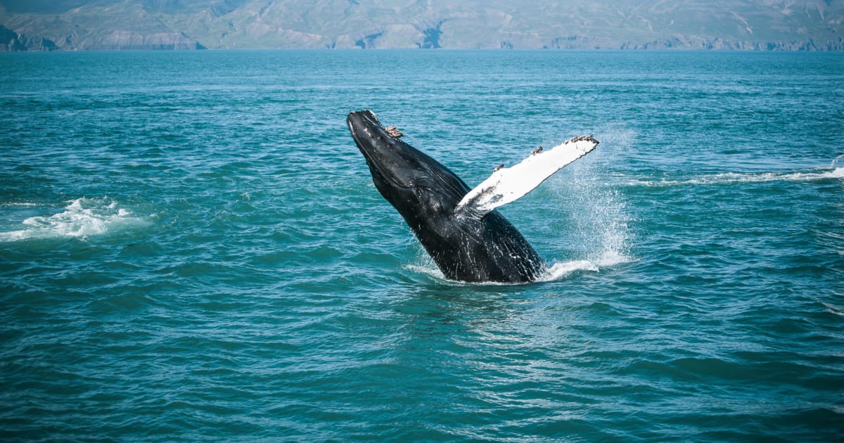 Underrated whale watching spots around the world | Manawa