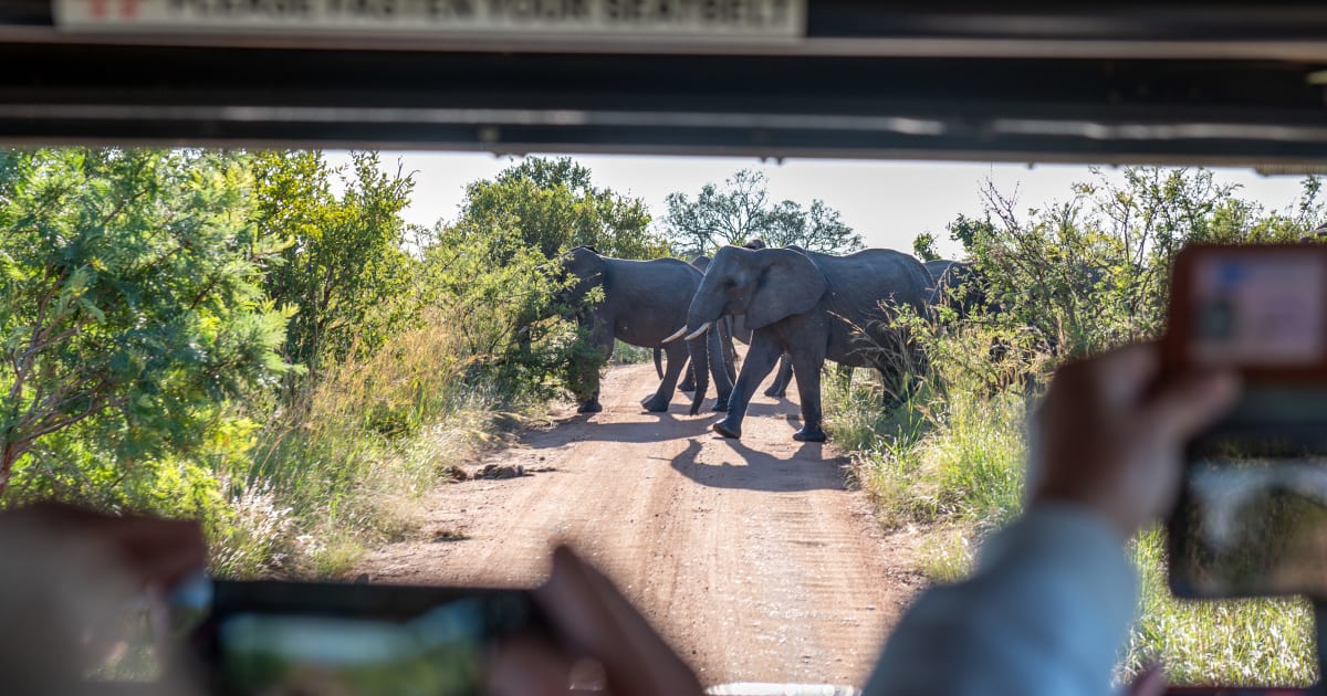 Game Drive in the Kruger National Park from the Numbi Gate, near ...