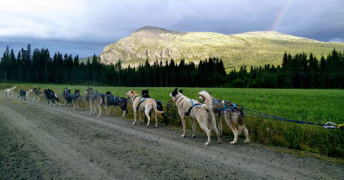Summer Self-Drive Dog Sledding on Wheels in Tylldalen near Røros | Manawa