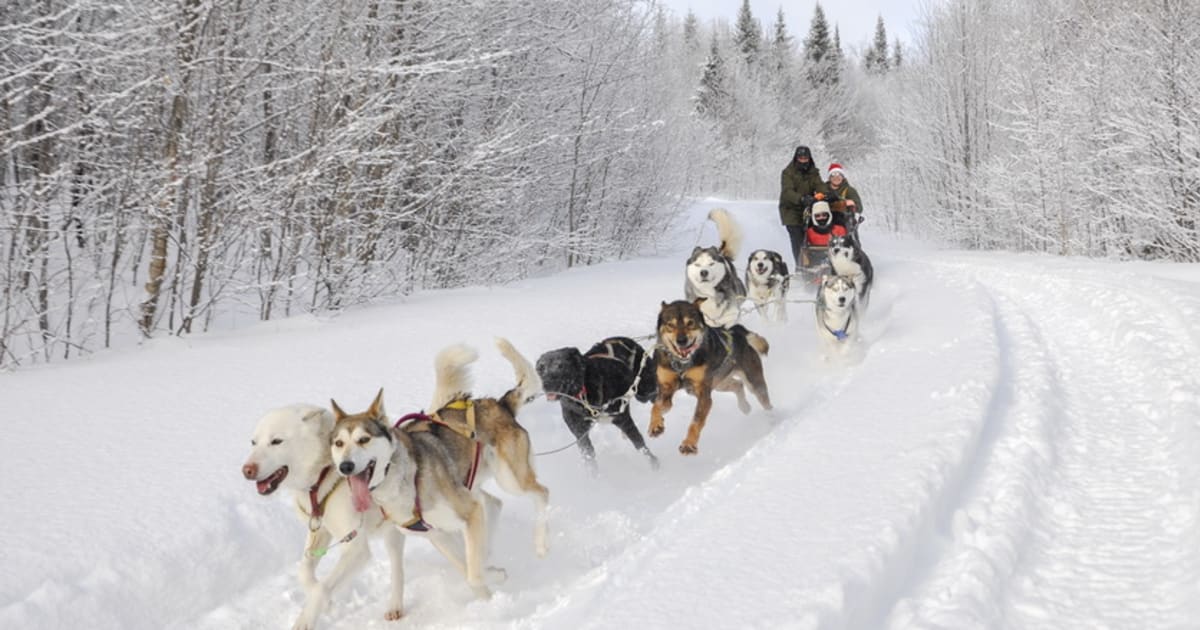 Dog Sledding in the Laurentians, at Val-des-Lacs | Manawa