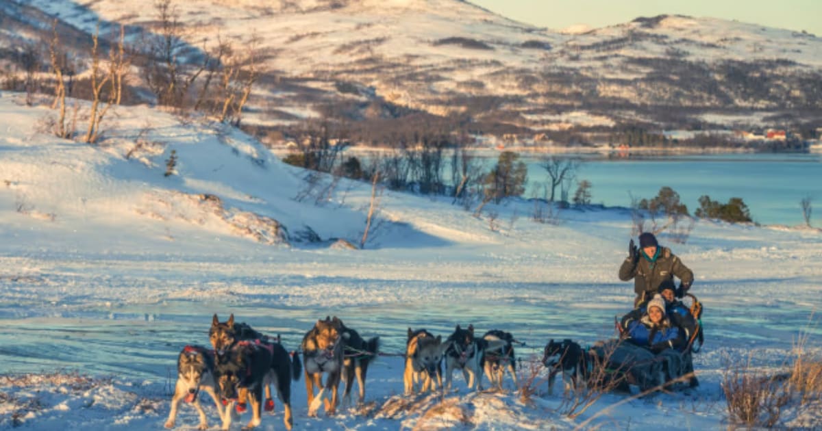 The Definitive Guide to Dog Sledding in Tromsø | Manawa