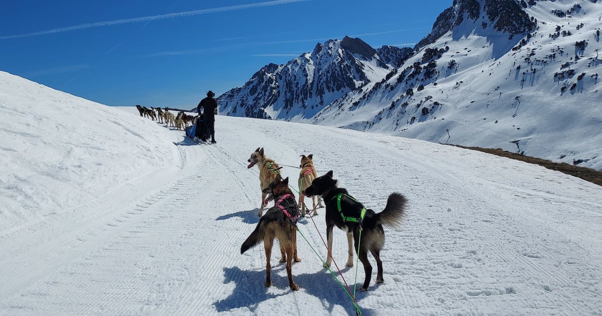 Where can you go dog sledding in France? | Manawa
