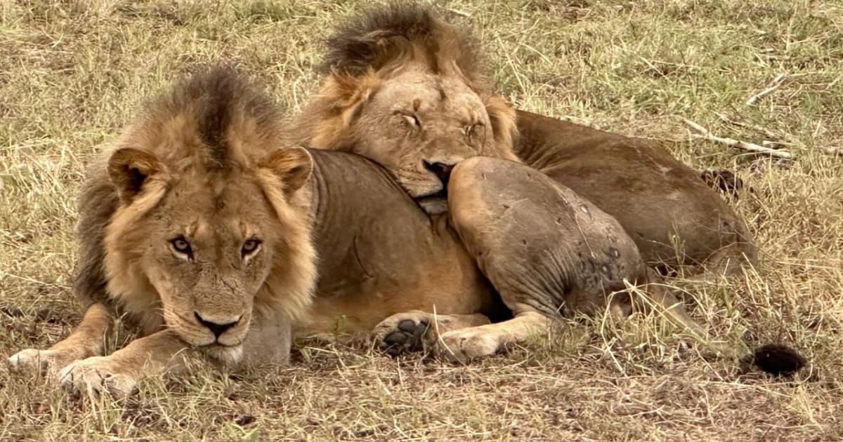 Game Drive in the Kruger National Park from Hazyview, Mpumalanga | Manawa