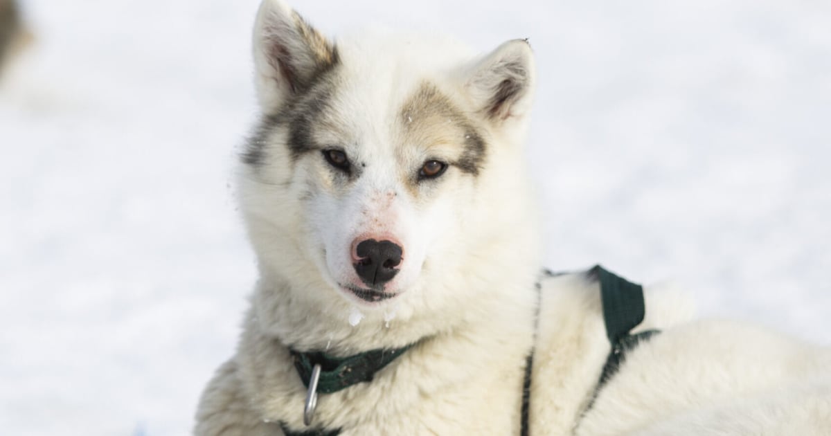 Visit a Husky Kennel and Meet Sled Dogs in Ilulissat | Manawa