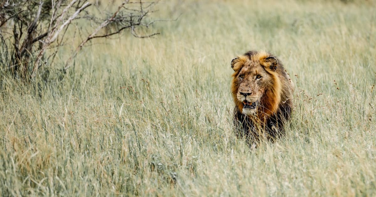Book with Wild Planet Safari on Manawa | Manawa
