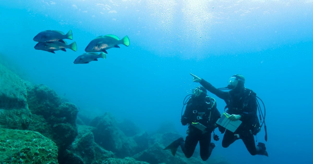 First dive scuba diving in Saint-Raphaël - Scuba diving baptism in ...