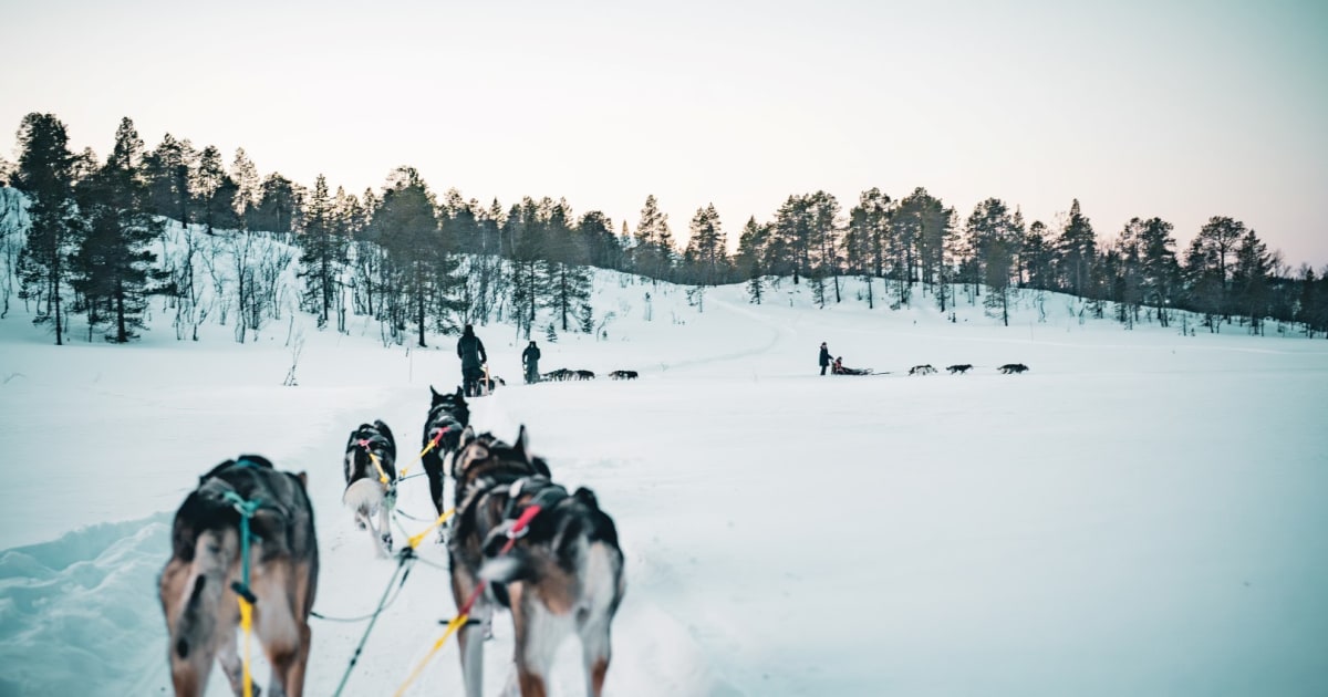 Family-friendly Self-drive Dog Sledding Excursion in Malangen near ...