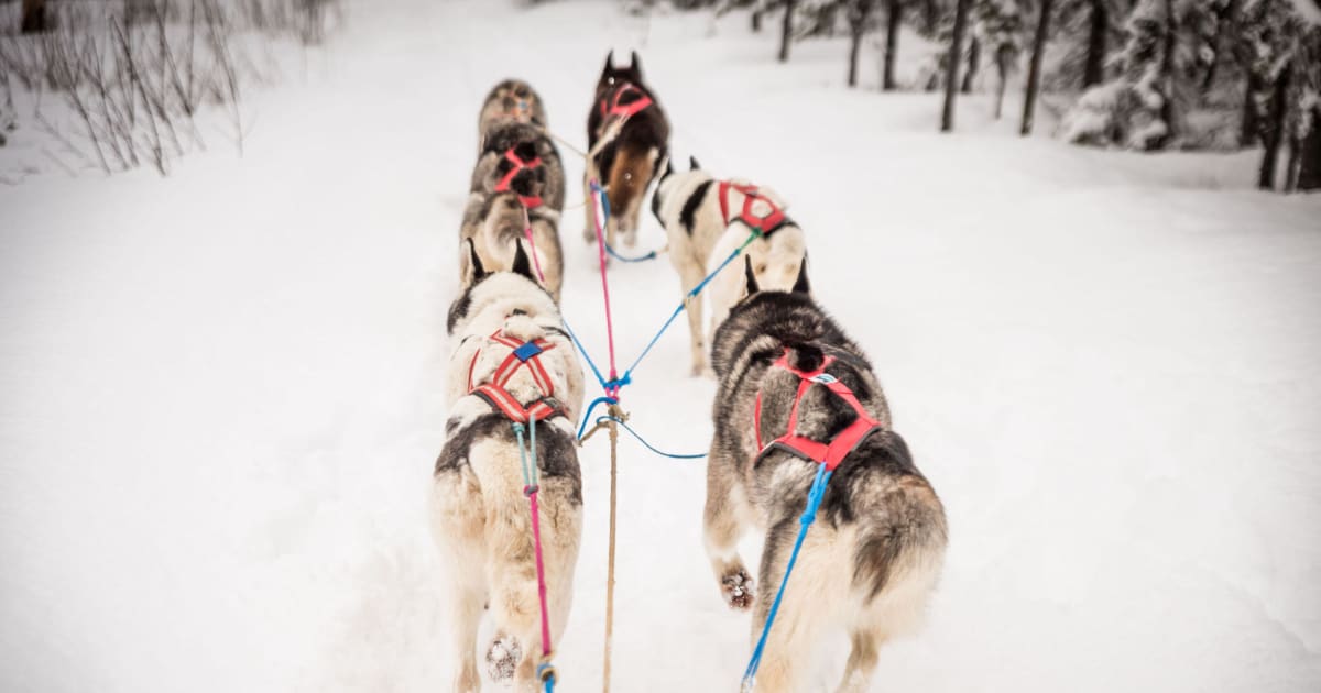 Self-Drive Dog Sledding Excursion in Fairbanks, Alaska | Manawa
