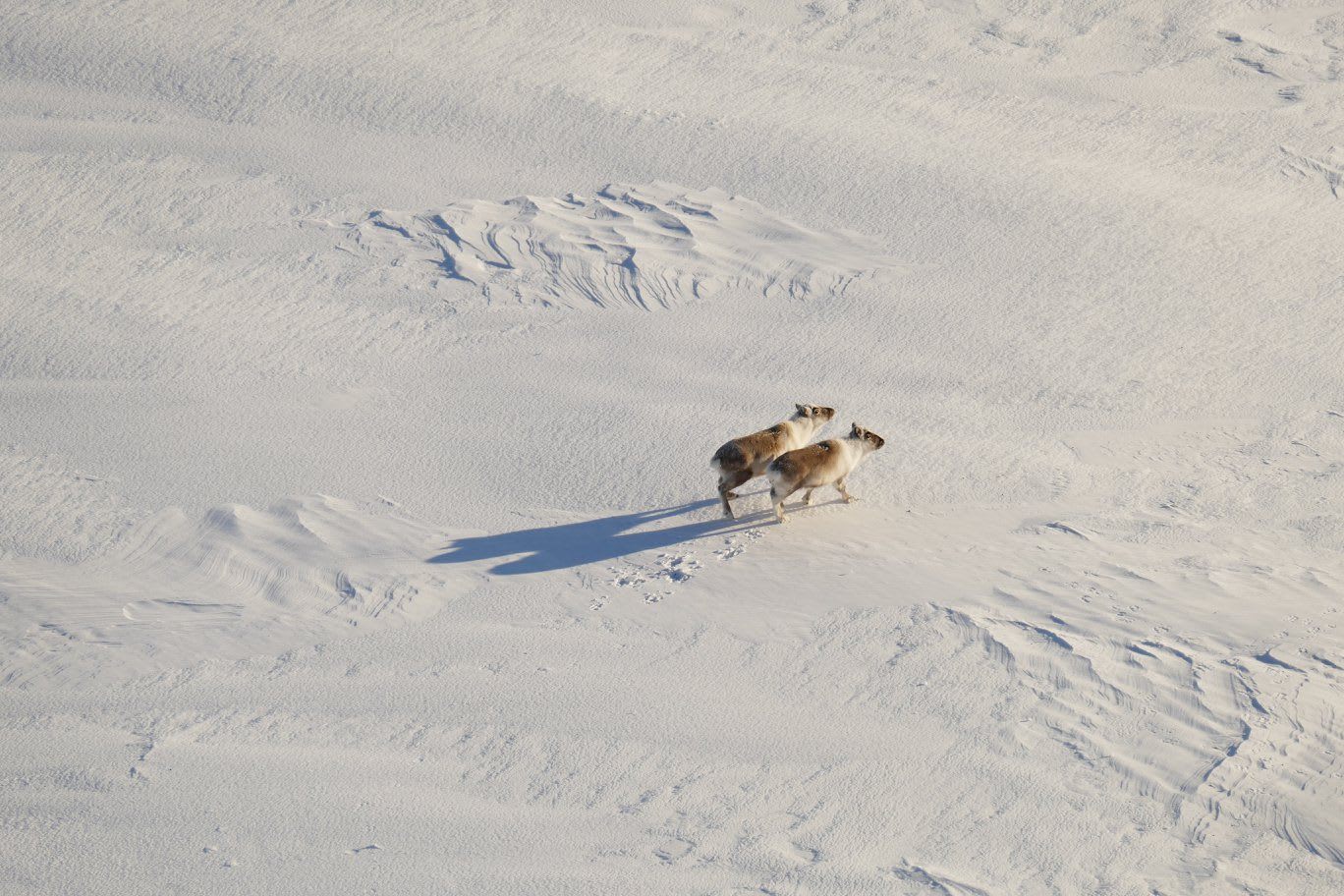 The 10 Best outdoor activities in Svalbard | Manawa