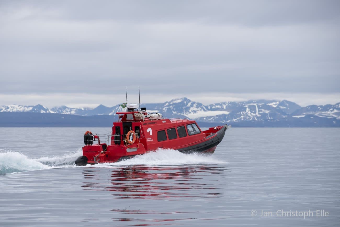 RIB Walrus Safari to Borebukta Bay from Longyearbyen in Svalbard | Manawa