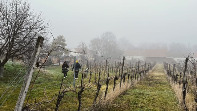 Winter Vienna Woods Hike & Wine-tasting - Winter Vienna Woods Hike ...