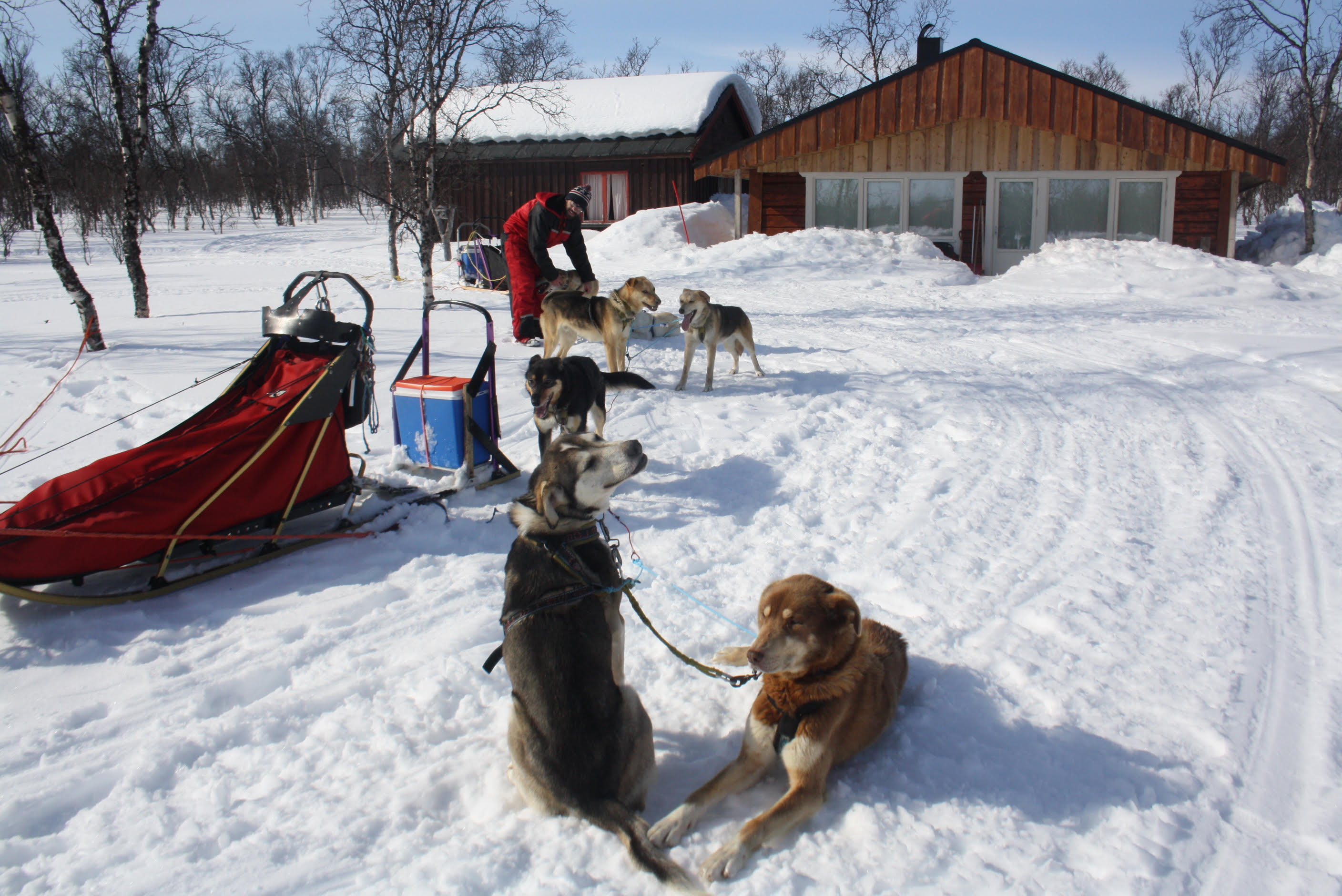 Overnight Raid Safari - Overnight Dog sledding Expedition in Varanger ...