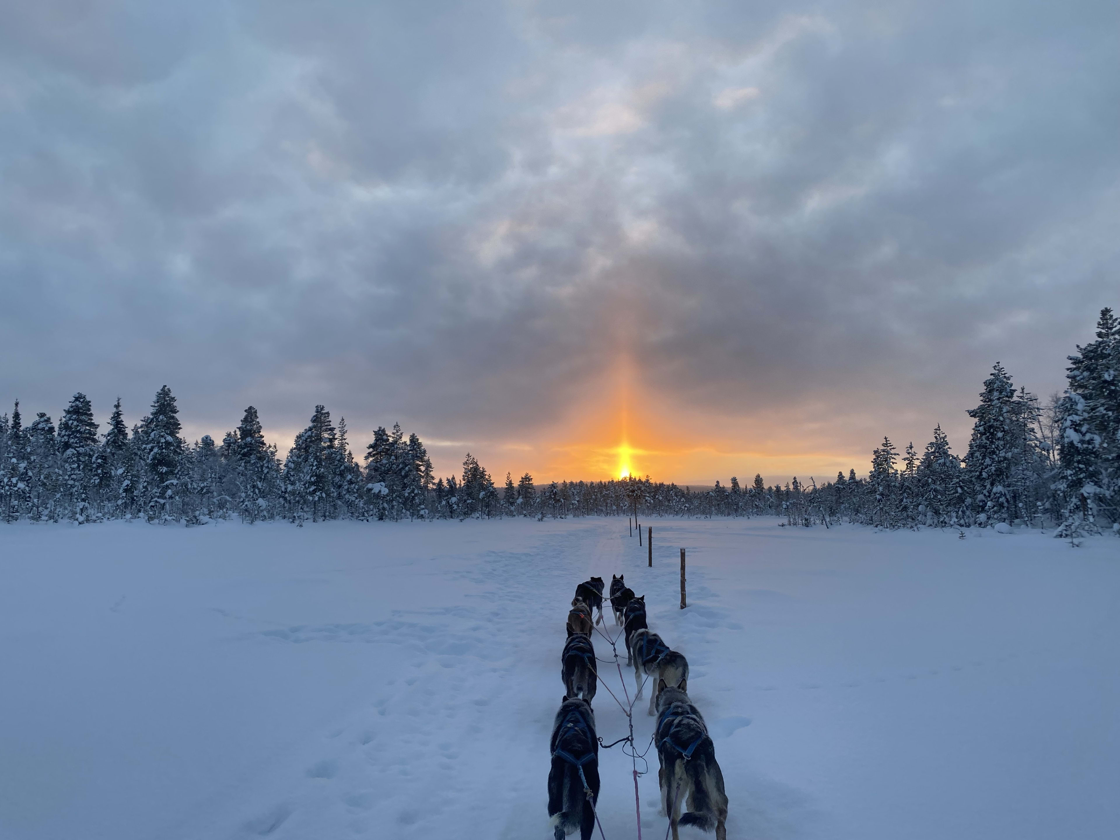 Half Day Dog Sledding Excursion In Svappavaara Near Kiruna Manawa