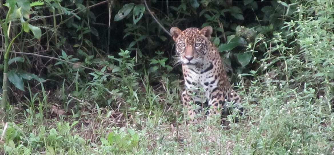 French Guiana Rainforest Animals Meeting The Beasts Of The Jungle In