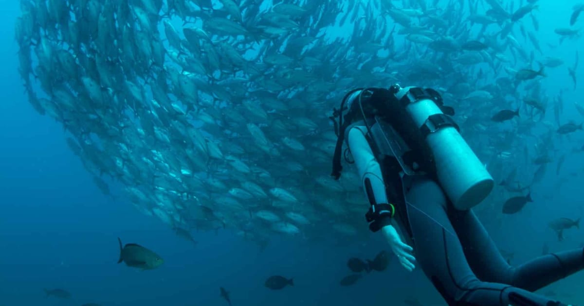 The 5 Best Scuba Diving Films of All Time | Manawa