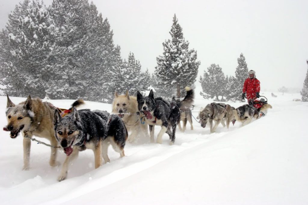Q&A on Dog Sledding in Andorra with Mushing Pirineus | Manawa