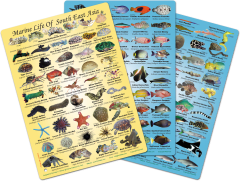 Marine Graphics | Fish ID & Marine Life Slates and Wallcharts